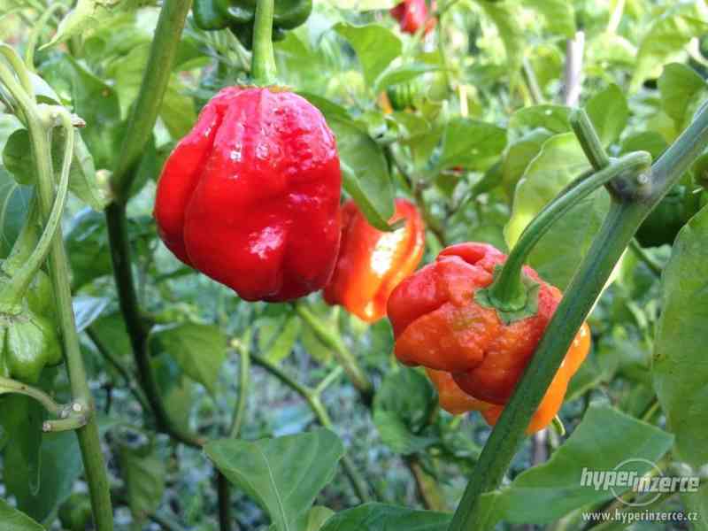 Trinidad Congo Red - čerstvé chilli - bazar - Hyperinzerce.cz