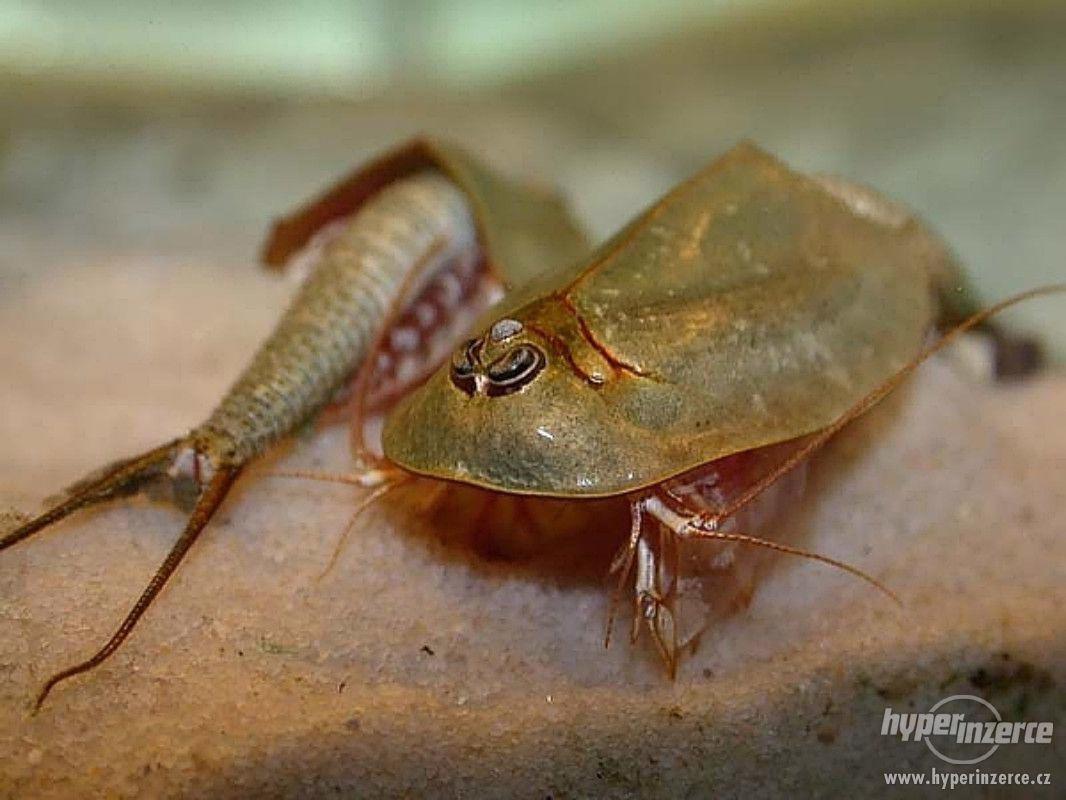 TRIOPS (Listonoh) longicaudatus,australiensis a granarius - bazar ...