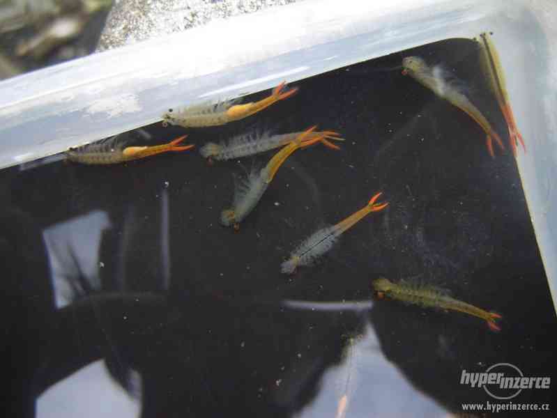 TRIOPS (Listonoh) longicaudatus,australiensis a granarius - bazar ...