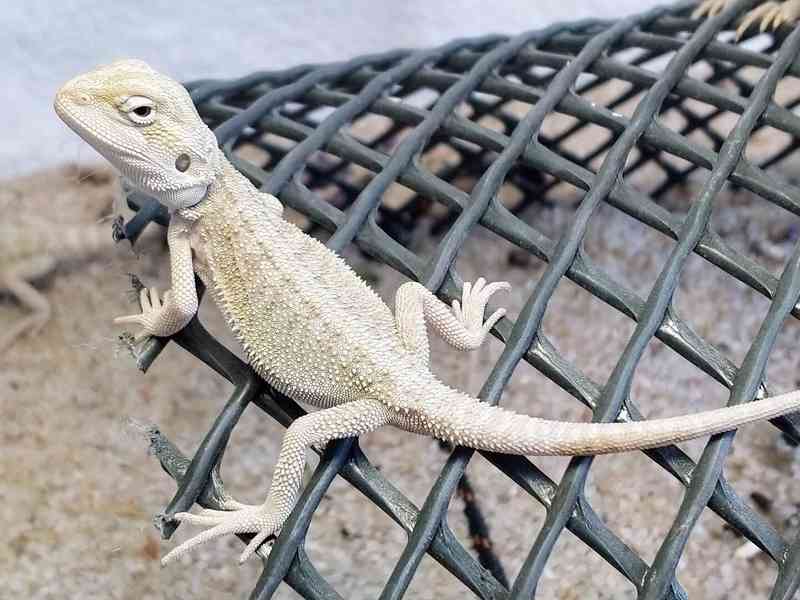 Mláďata Agamy vousaté Het Zero - bazar - Hyperinzerce.cz