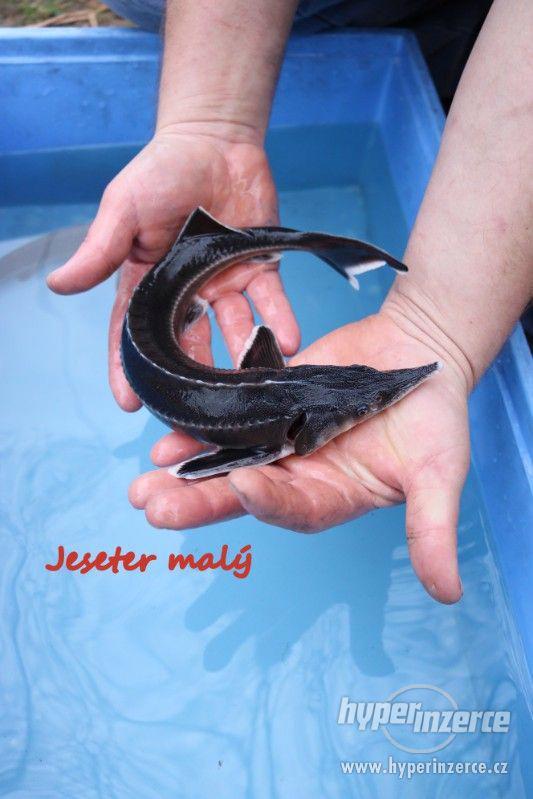 Jeseter malý, malý albín, sibiřský, ruský - bazar - Hyperinzerce.cz