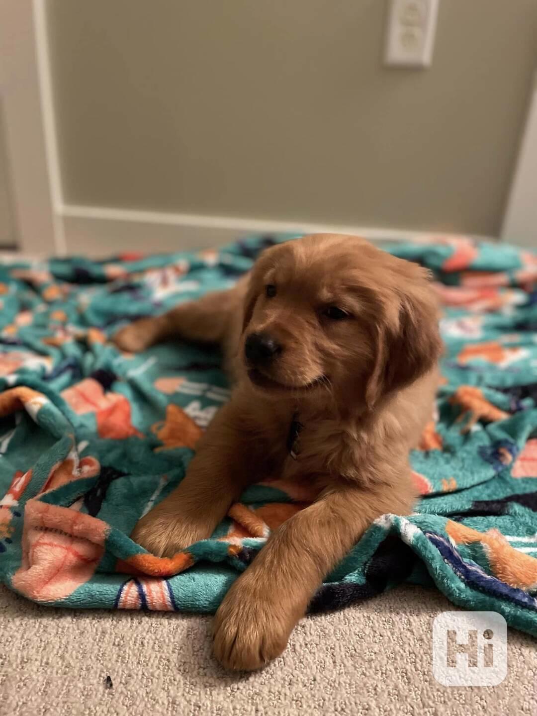 Prodám štěňata Goldendoodle Hele, na co čekáš?? Tyhle miláčk - bazar ...