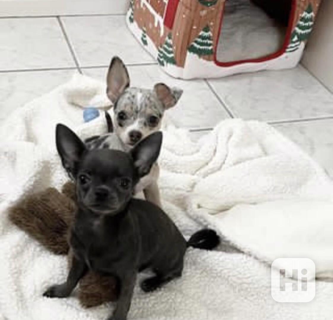 Štenata Civava krátkosrstého - bazar - Hyperinzerce.cz