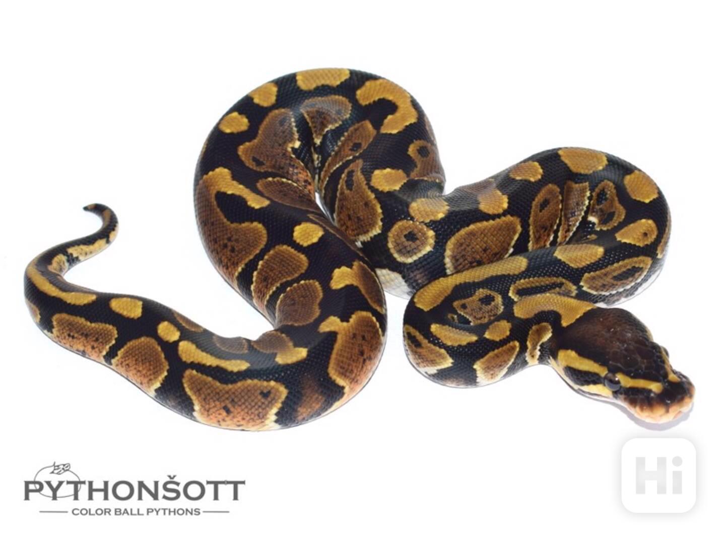 Krajta královská - Python regius, mláďata 2022 - bazar - Hyperinzerce.cz