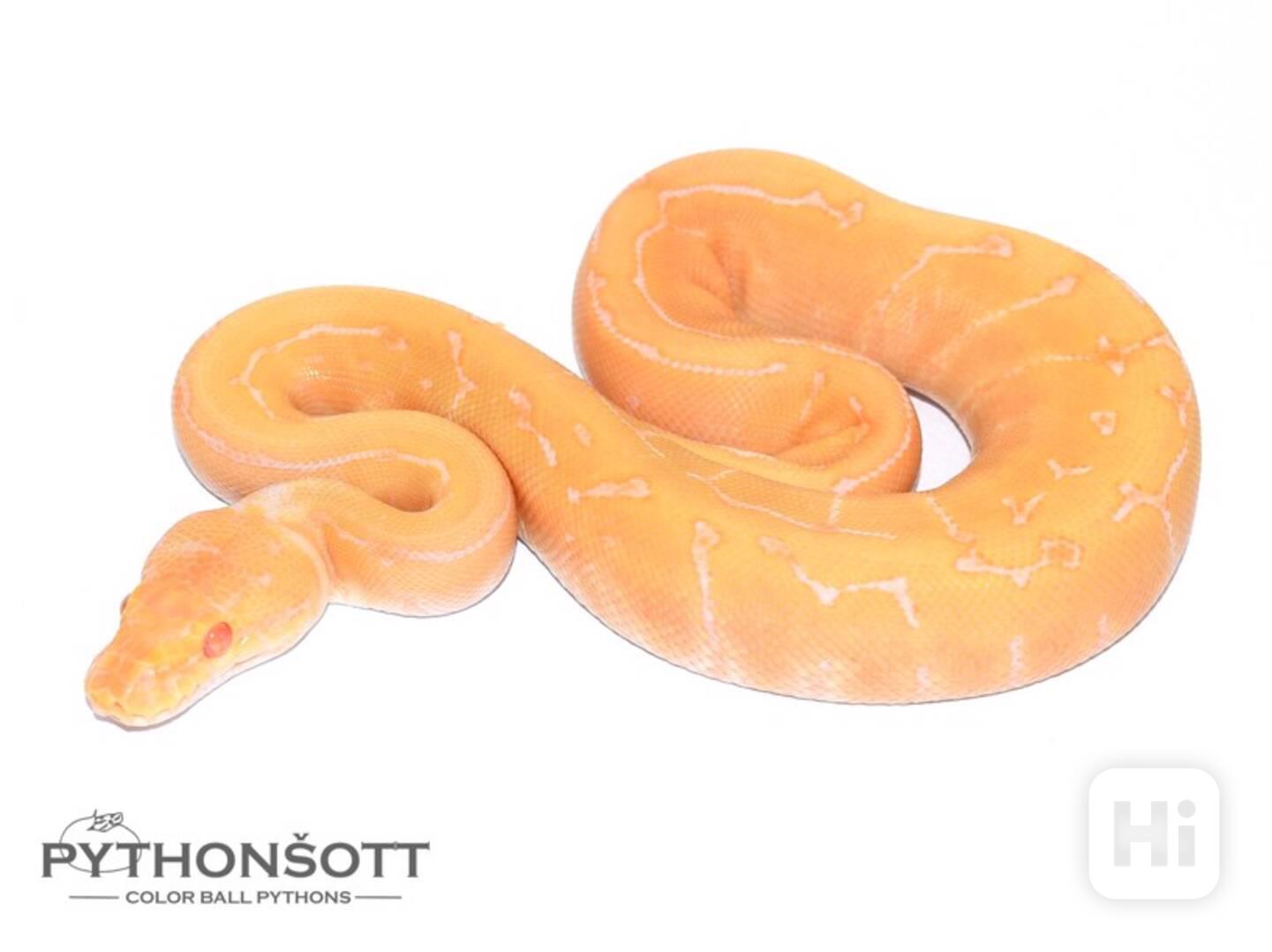 Krajta královská - Python regius, mláďata 2022 - bazar - Hyperinzerce.cz