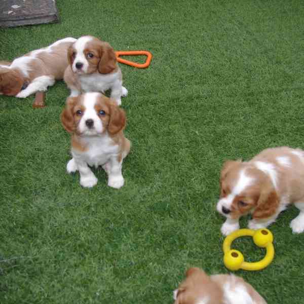 Ohromující štěňata kavalír kingu Ohromující štěňata kavalír - bazar ...