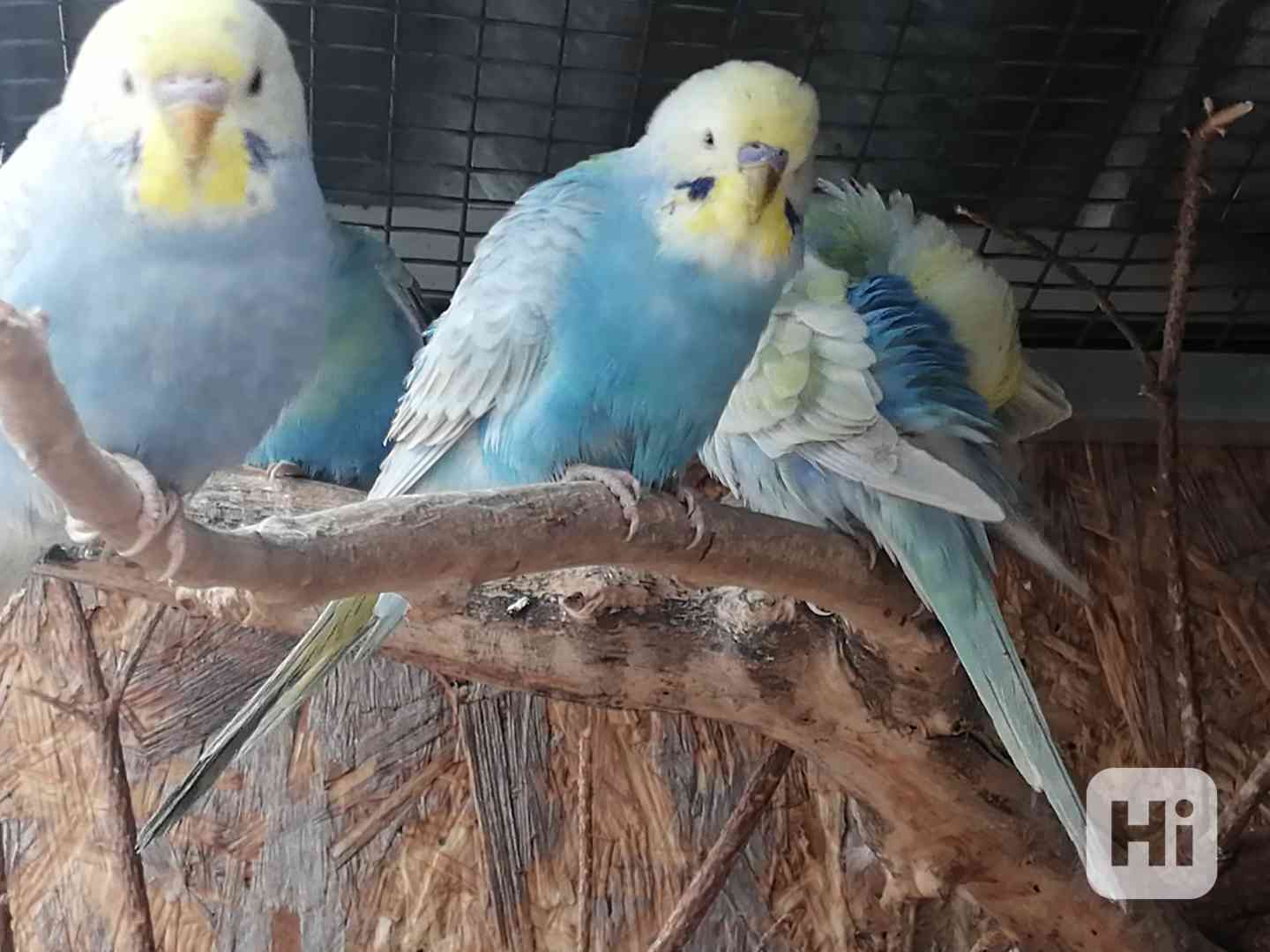 Duhové andulky - bazar - Hyperinzerce.cz