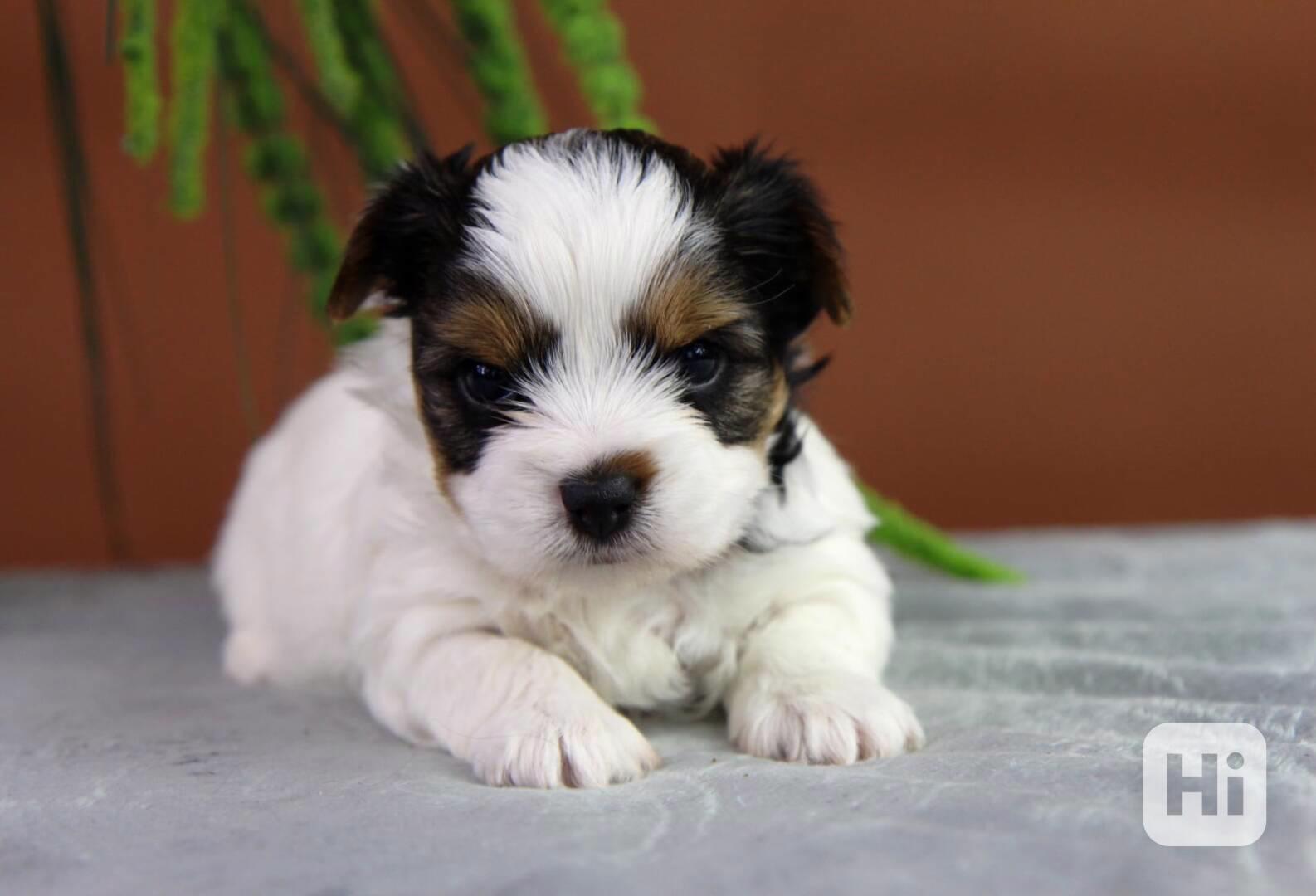 Biewer Jorkšírský teriér - bazar - Hyperinzerce.cz