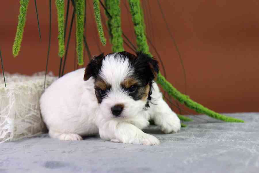 Biewer Jorkšírský teriér - bazar - Hyperinzerce.cz