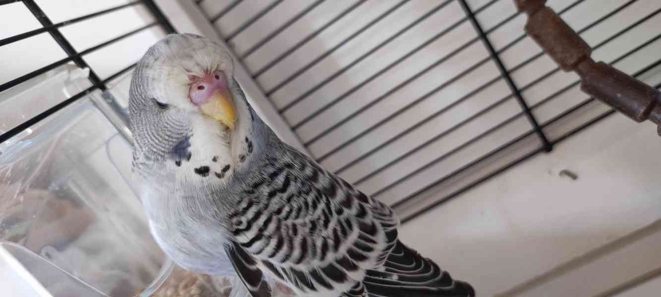 Andulka - bazar - Hyperinzerce.cz