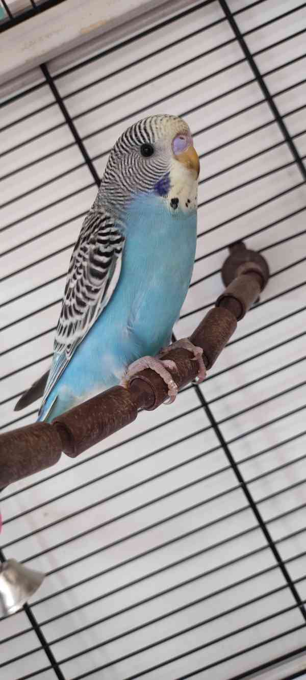 Andulka - bazar - Hyperinzerce.cz