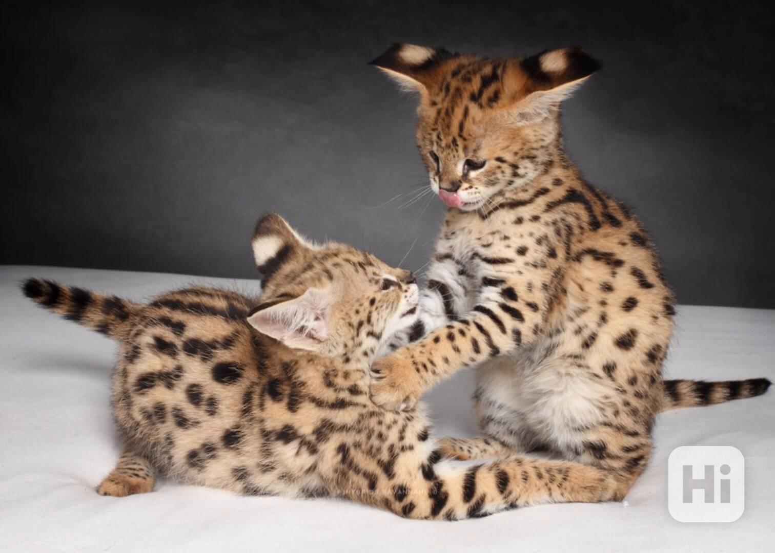 Zdarma savana kocka k adopci - bazar - Hyperinzerce.cz