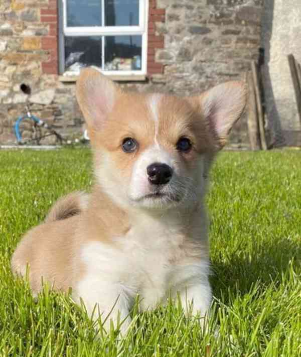 1 vWD & DM CLEAR GIRL KC REG CORGI ŠTĚŇATA - bazar - Hyperinzerce.cz
