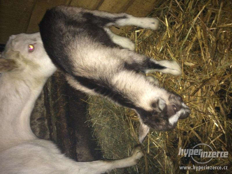 Kozel, kůzle - bazar - Hyperinzerce.cz