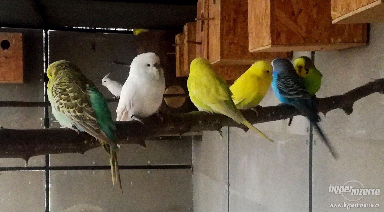 Andulka vlnkovaná - prodám - bazar - Hyperinzerce.cz