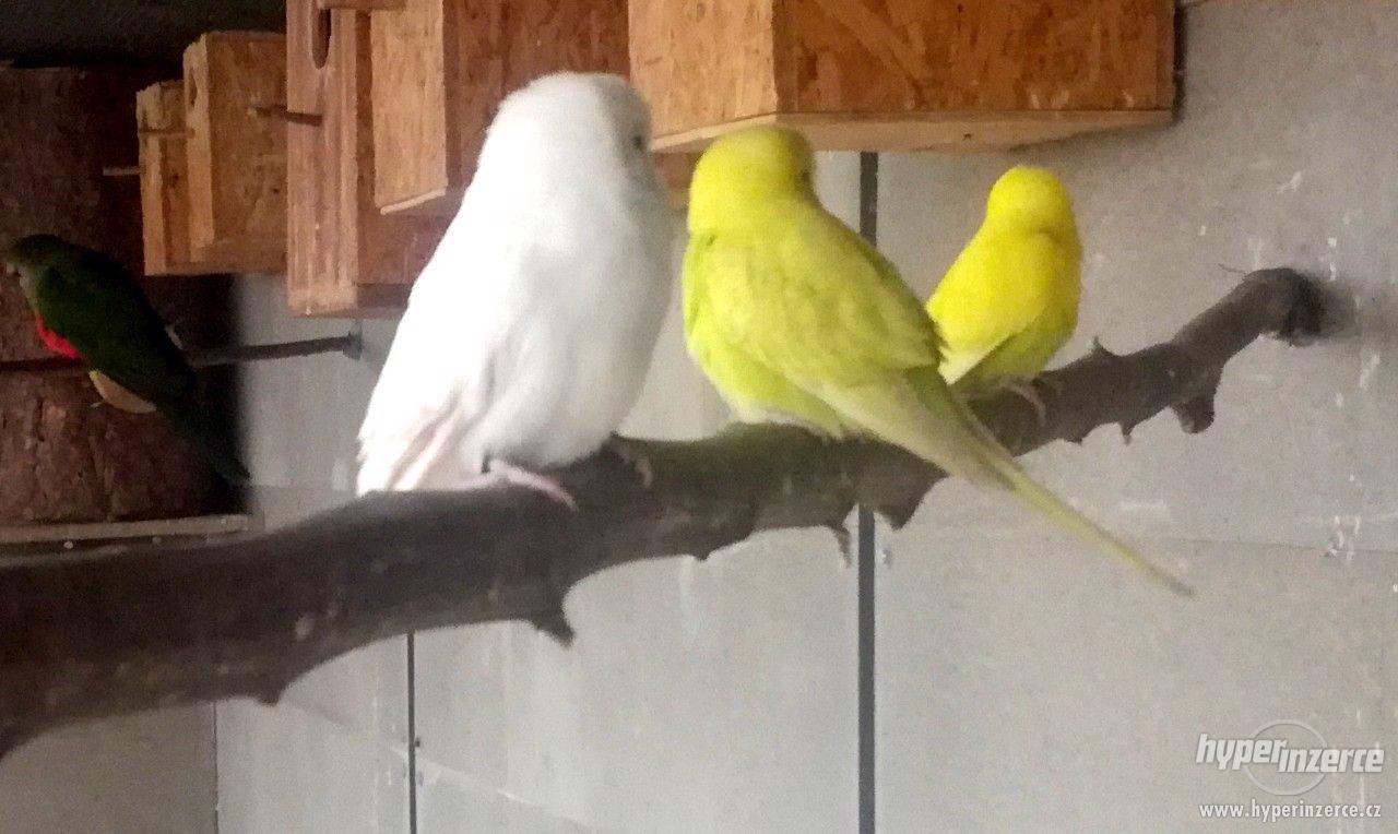 Andulka vlnkovaná - prodám - bazar - Hyperinzerce.cz