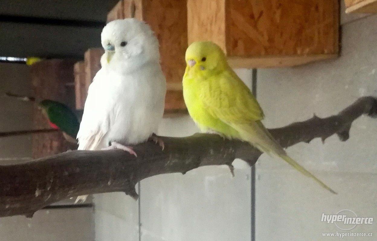 Andulka vlnkovaná - prodám - bazar - Hyperinzerce.cz