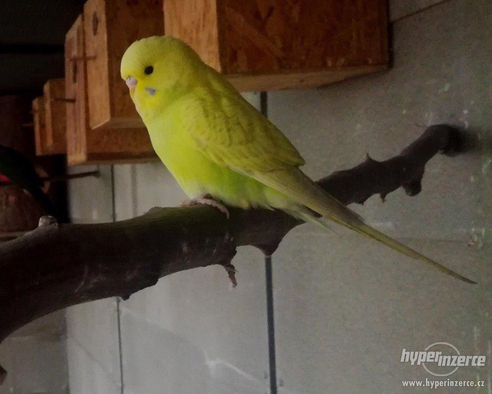 Andulka vlnkovaná - prodám - bazar - Hyperinzerce.cz