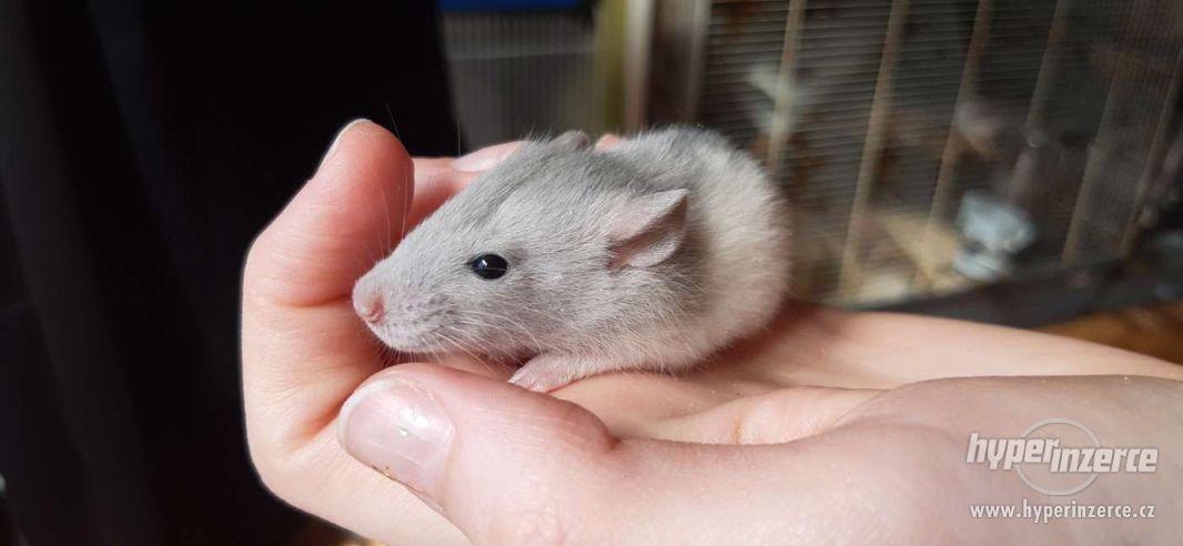 Potkan dumbo, rex i standardní varieta - bazar - Hyperinzerce.cz