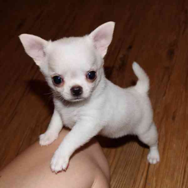 Čivava krátkosrstá s PP - bazar - Hyperinzerce.cz