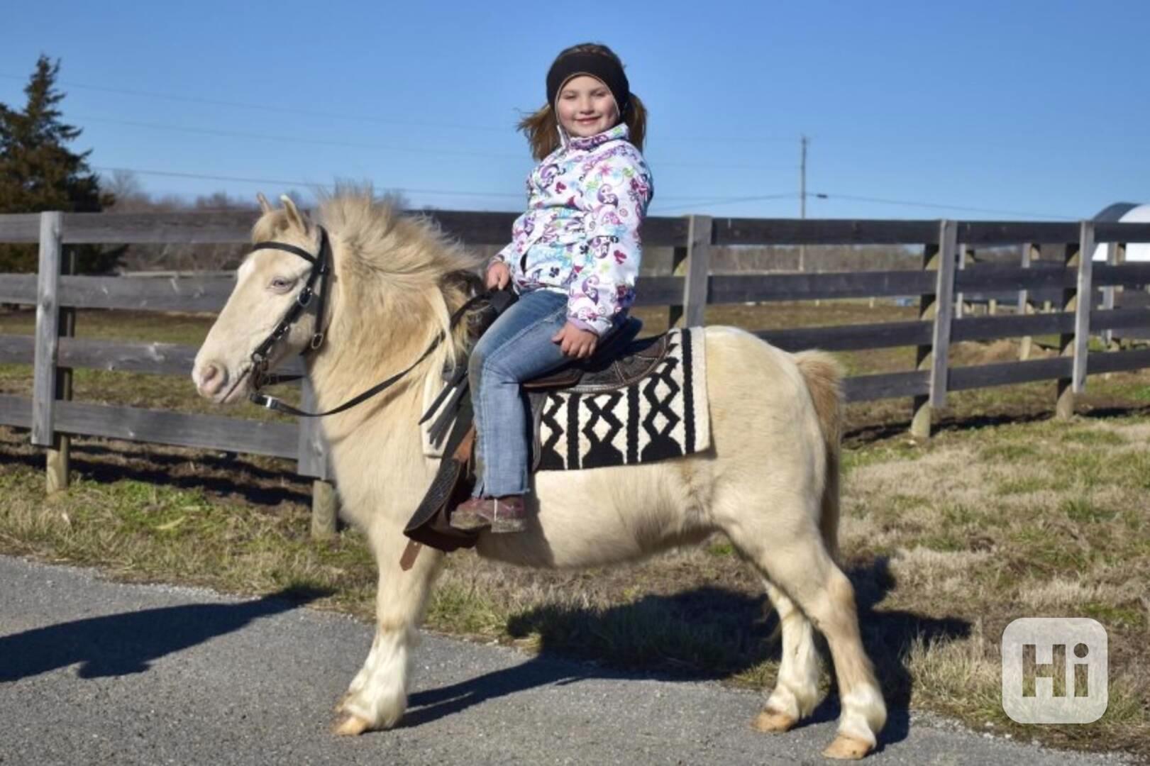 Poník - bazar - Hyperinzerce.cz