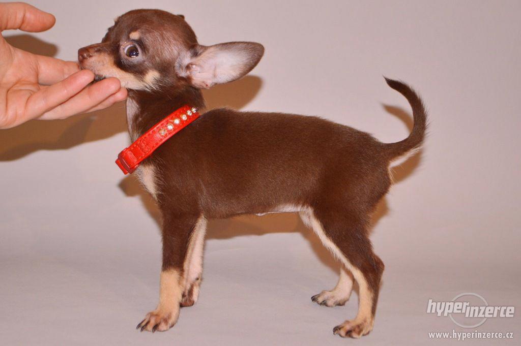 Ruský Toy s PP - Mini štěňátka - bazar - Hyperinzerce.cz
