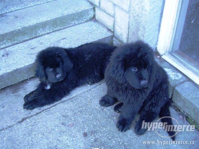 Novofundlandský pes - štěňata s PP - bazar - Hyperinzerce.cz
