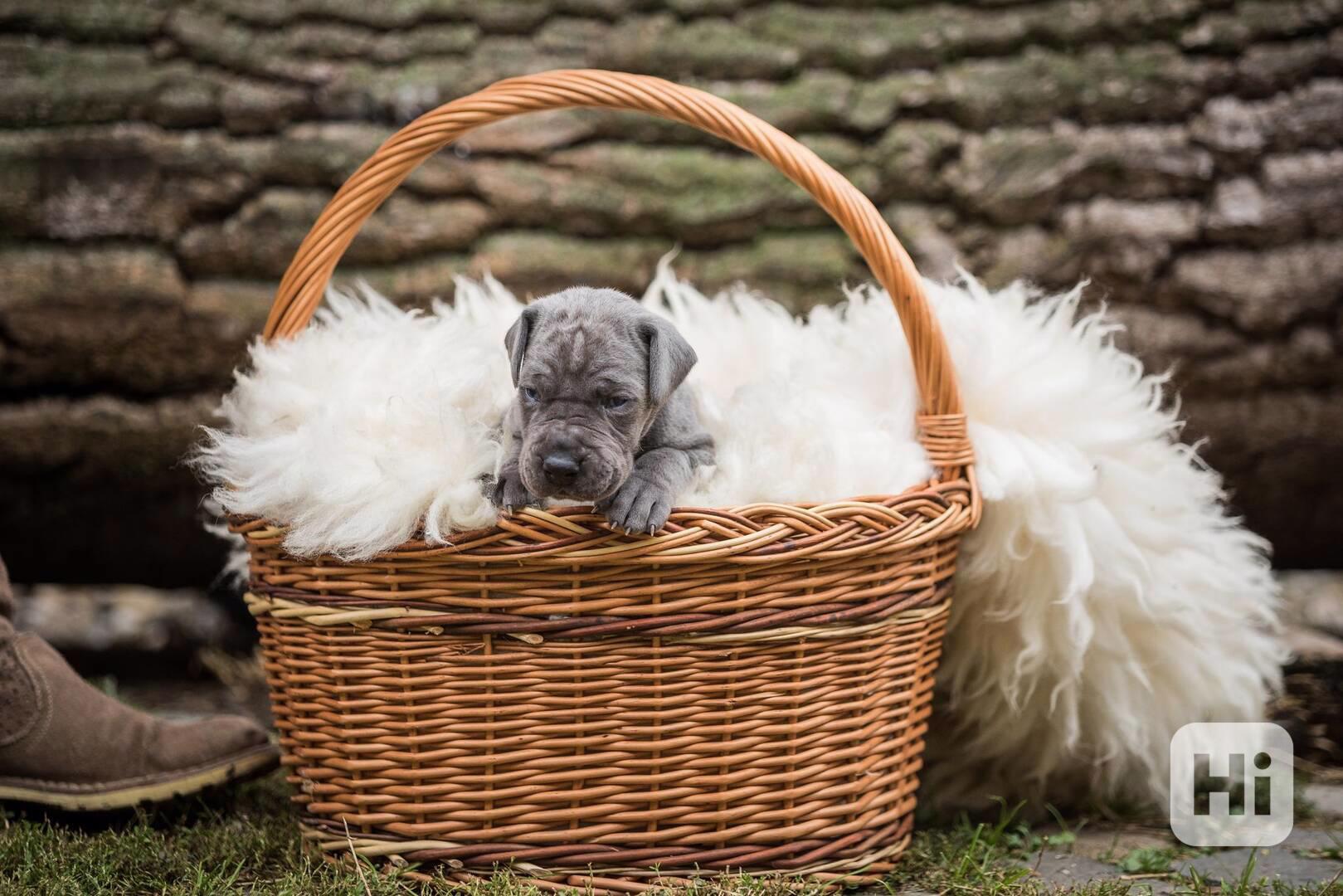 Německá doga modrá s PP - bazar - Hyperinzerce.cz