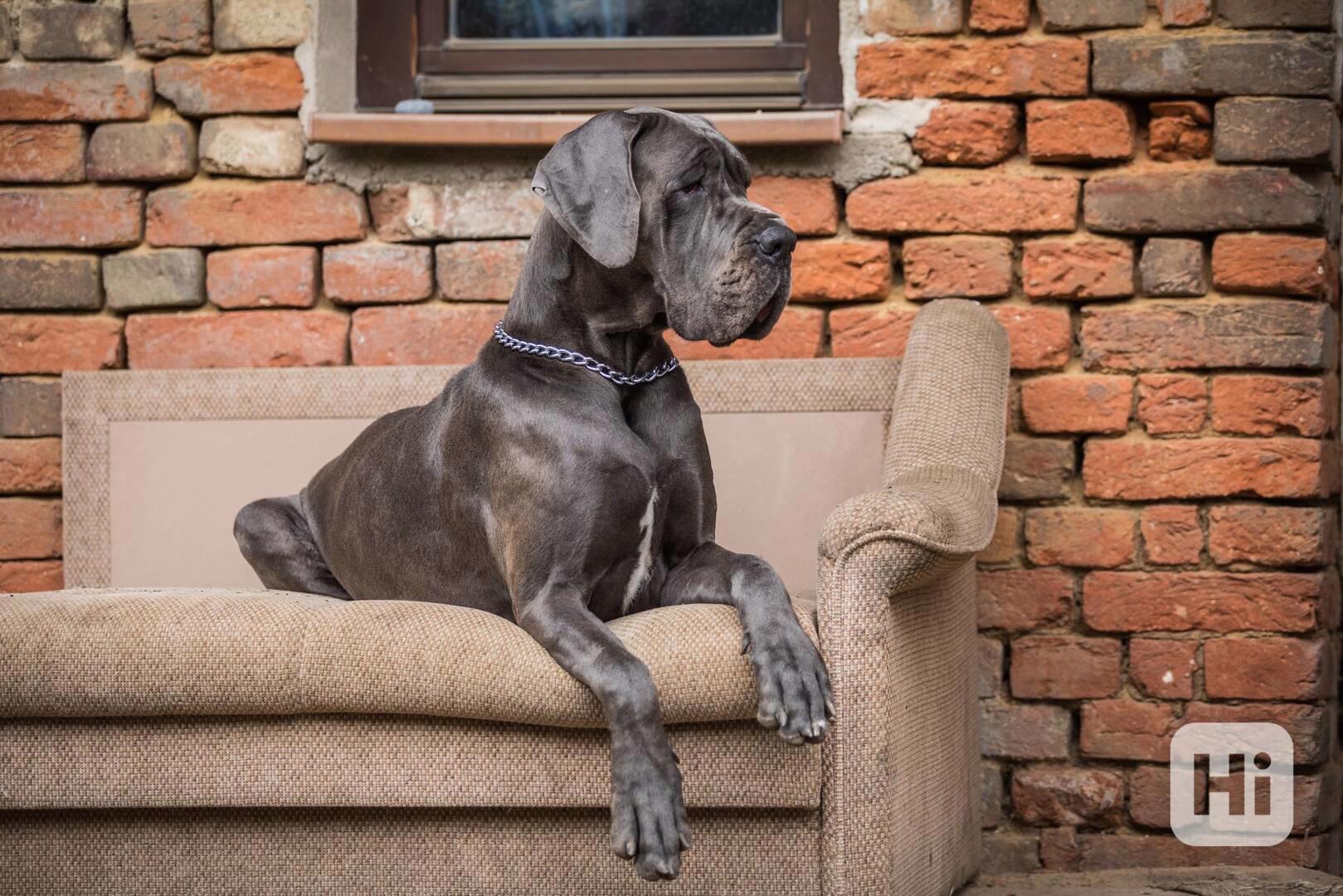 Německá doga modrá s PP - bazar - Hyperinzerce.cz