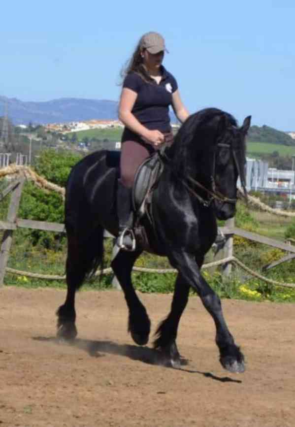 Fríský valach pro rekreační chov a začátečníky - bazar - Hyperinzerce.cz