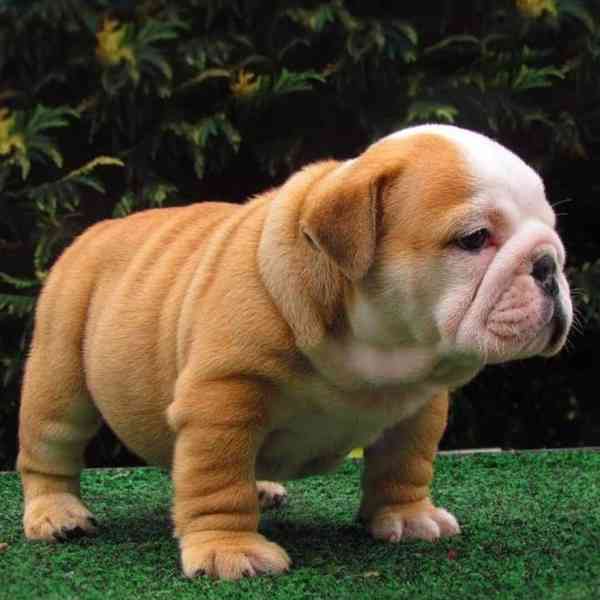 anglický buldok - bazar - Hyperinzerce.cz