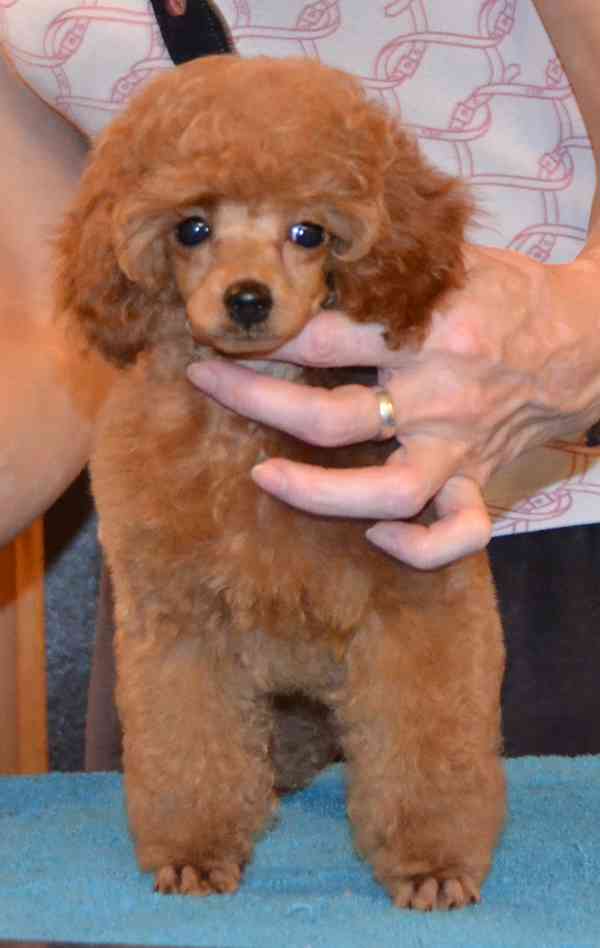 štěně pudla - bazar - Hyperinzerce.cz