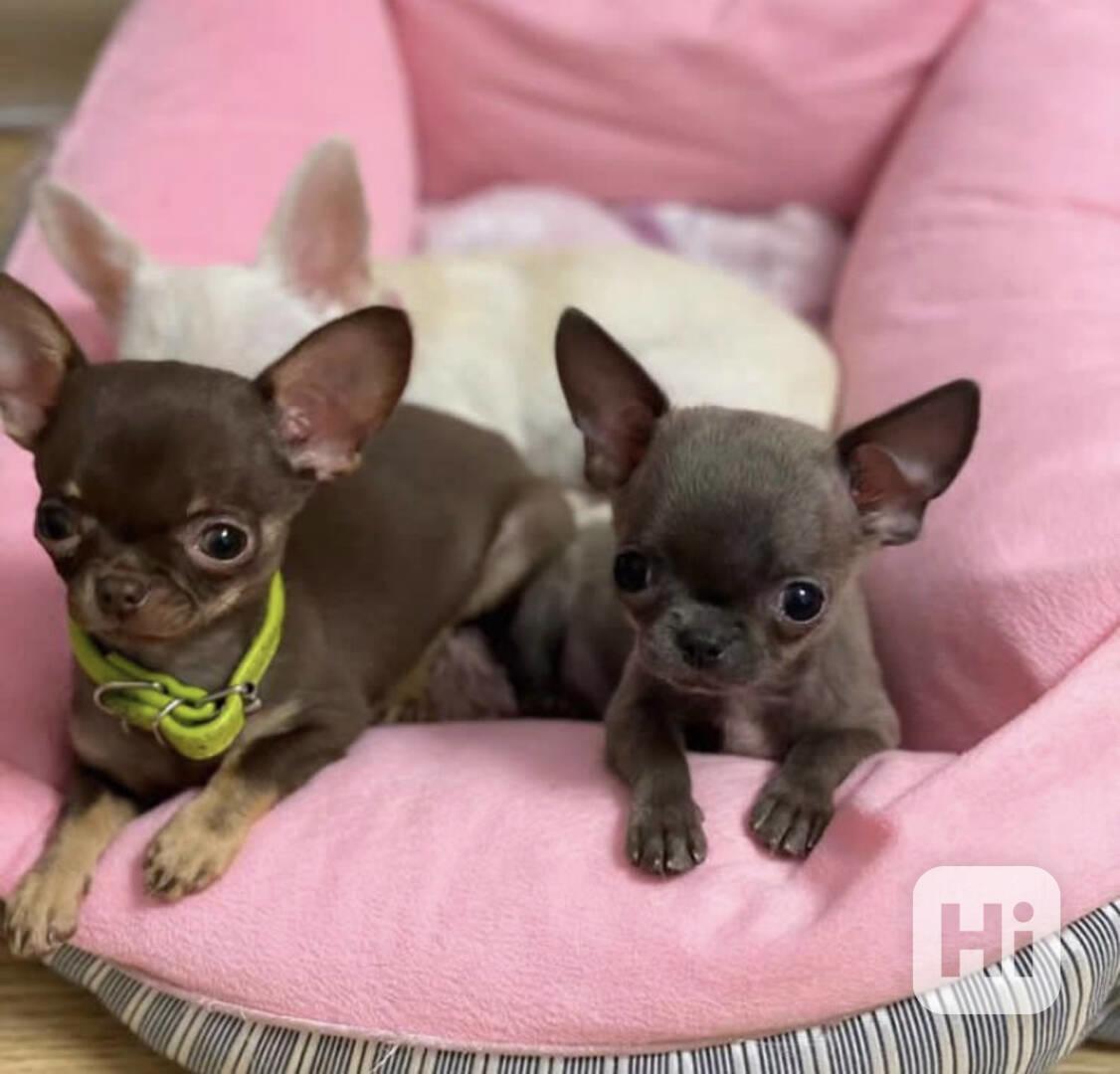 Mini čivava - bazar - Hyperinzerce.cz