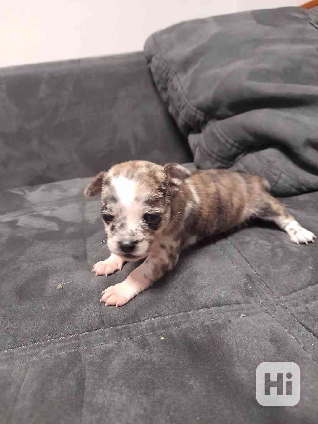 Stenata mini Civava - bazar - Hyperinzerce.cz