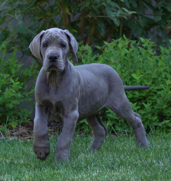 Německá doga modrá - pejsek s PP (FCI) - bazar - Hyperinzerce.cz