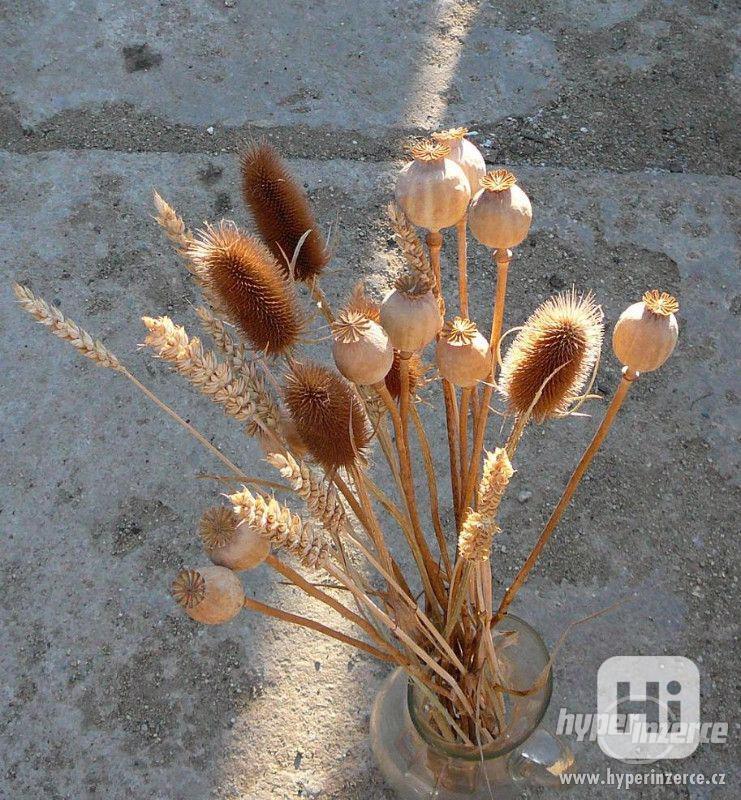 Přírodní makovice, bodláky, obilí - bazar - Hyperinzerce.cz