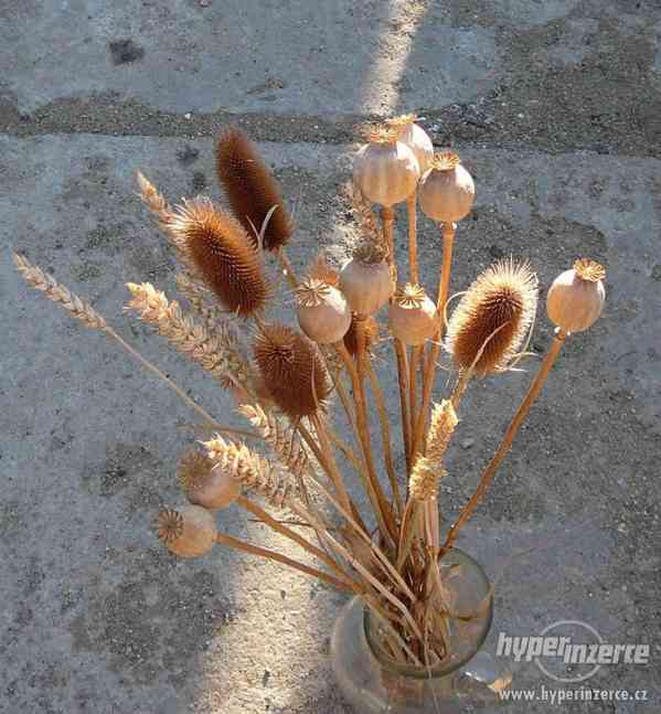 Přírodní makovice, bodláky, obilí - bazar - Hyperinzerce.cz