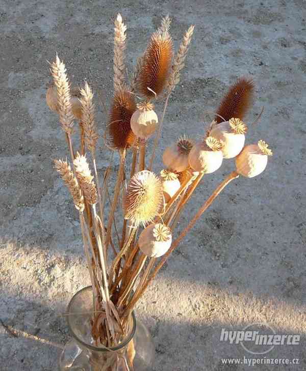 Přírodní makovice, bodláky, obilí - bazar - Hyperinzerce.cz