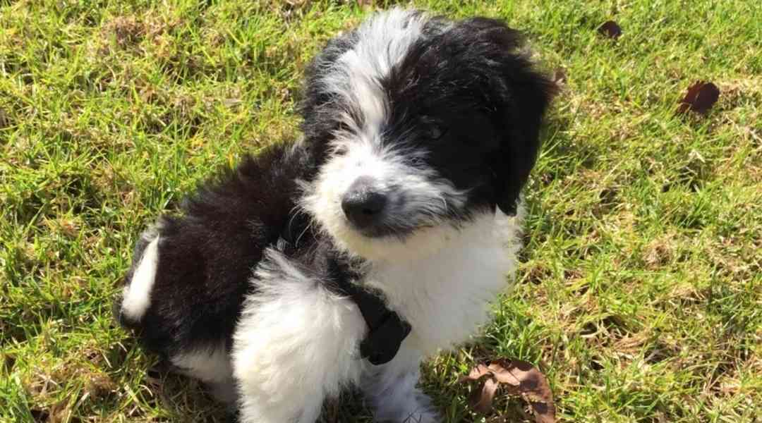 Cadoodle Štěňata Lassie-/Border kolie X Toy Pudl - bazar - Hyperinzerce.cz