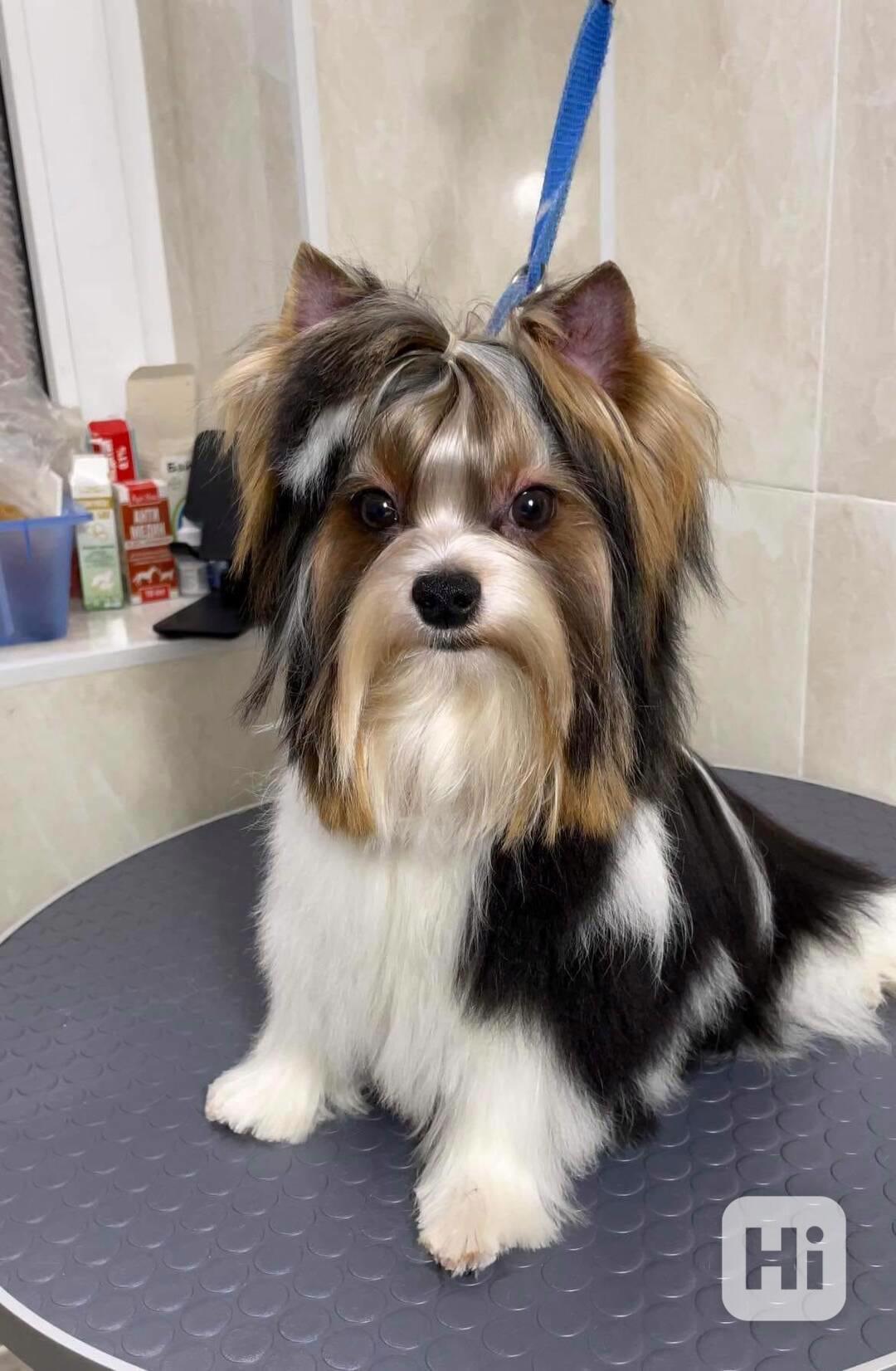 Biewer jorkšír s PP - pejsek - bazar - Hyperinzerce.cz