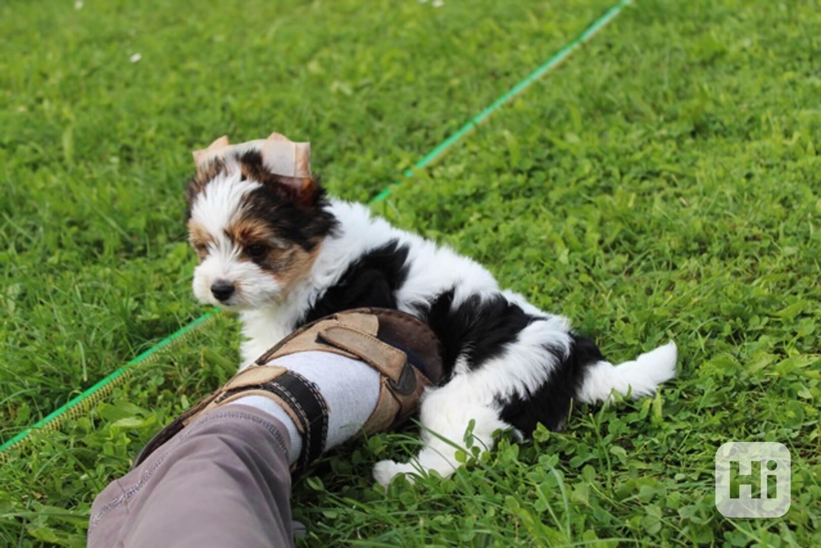 Biewer jorkšír s PP - pejsek - bazar - Hyperinzerce.cz