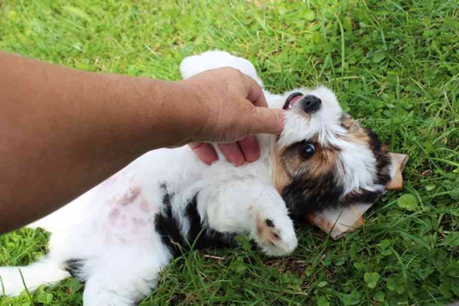 Biewer jorkšír s PP - pejsek - bazar - Hyperinzerce.cz