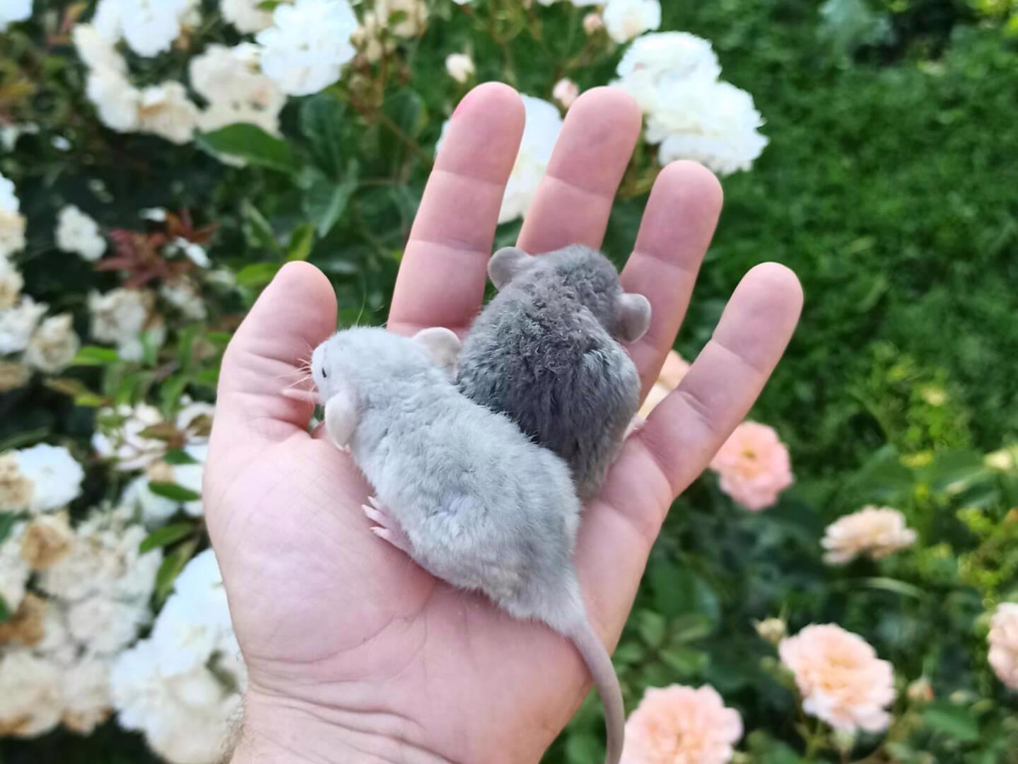 Mláďata dumbo potkánků potkani Dumbo potkan - bazar - Hyperinzerce.cz