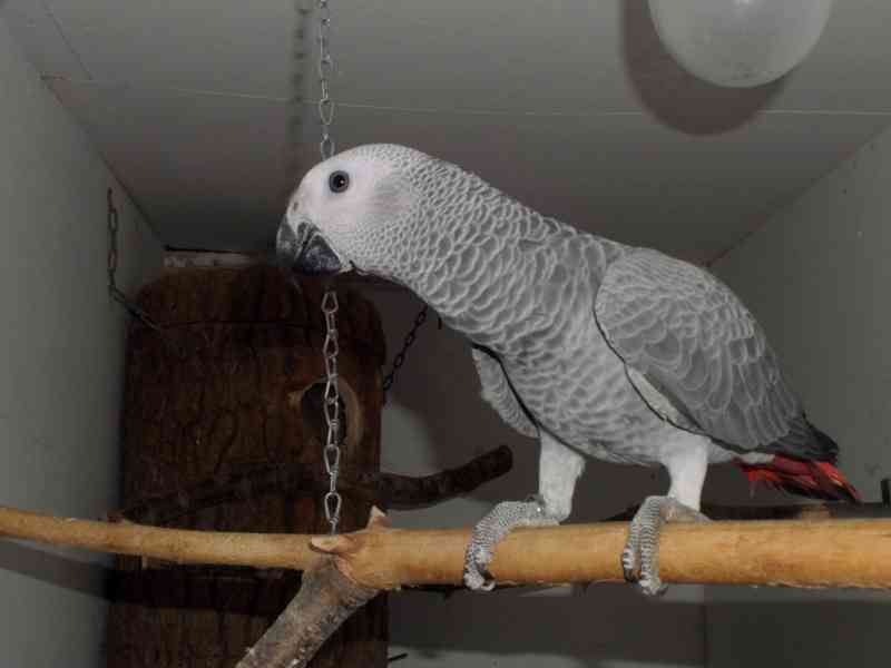 Samec a samice afrického papouška šedého - bazar - Hyperinzerce.cz