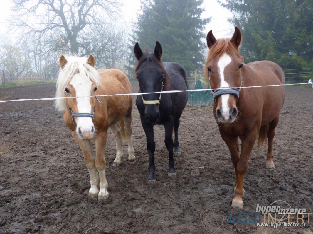 Koupím koně plemene Hafling/Norik/Belgik - bazar - Hyperinzerce.cz
