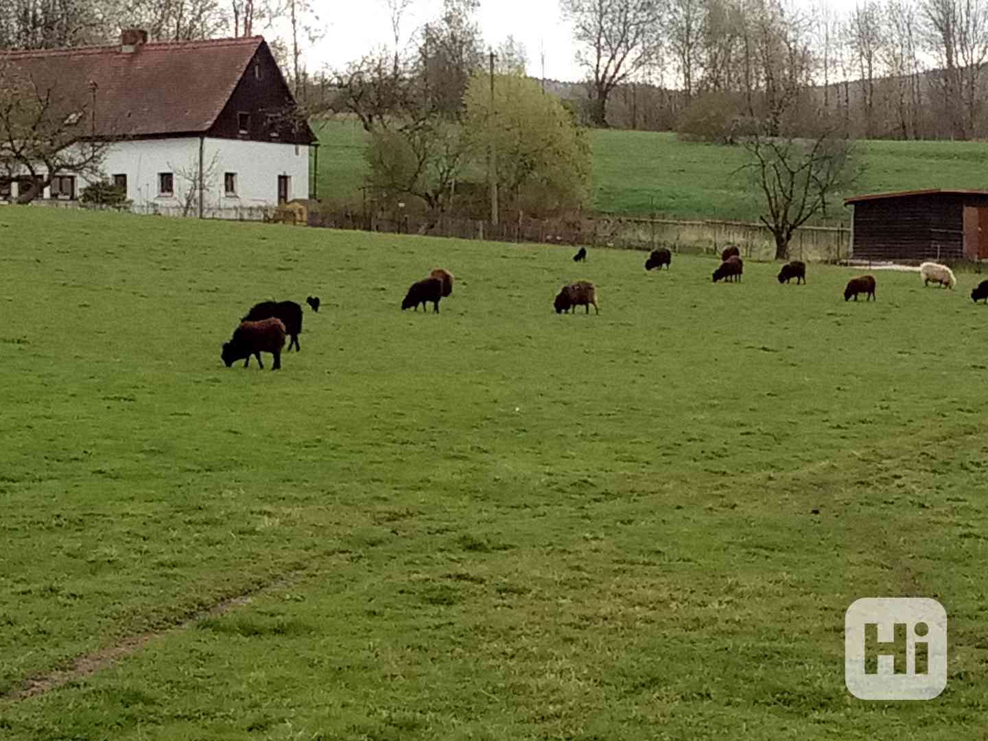 Ovce Ouessant - miniovce - bazar - Hyperinzerce.cz