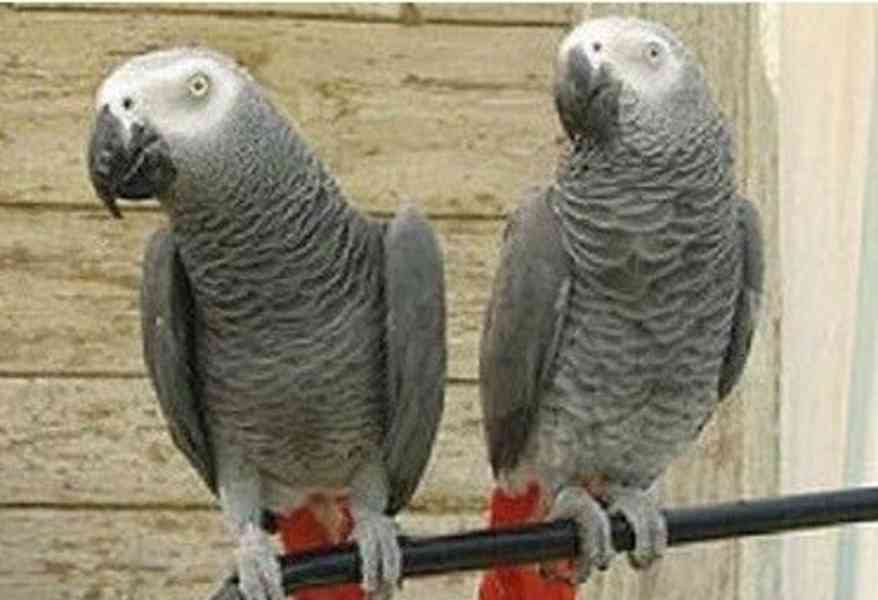 samec a samice papoušků šedých - bazar - Hyperinzerce.cz