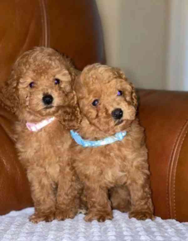 Krásná Pudl štěňata - bazar - Hyperinzerce.cz