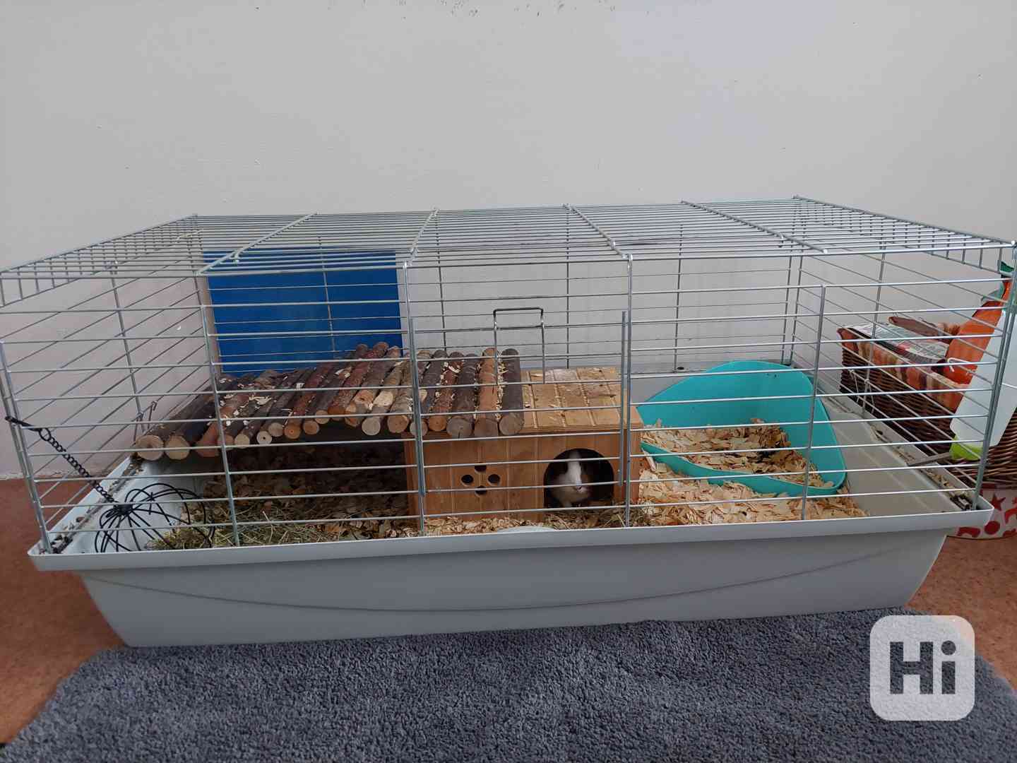 Morče (2 morčata. Holky ) - bazar - Hyperinzerce.cz