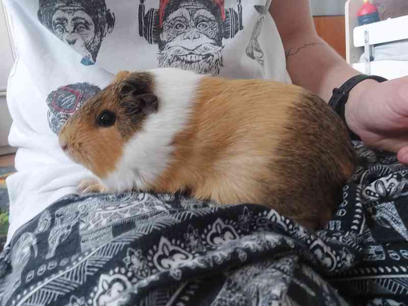 Morče (2 morčata. Holky ) - bazar - Hyperinzerce.cz